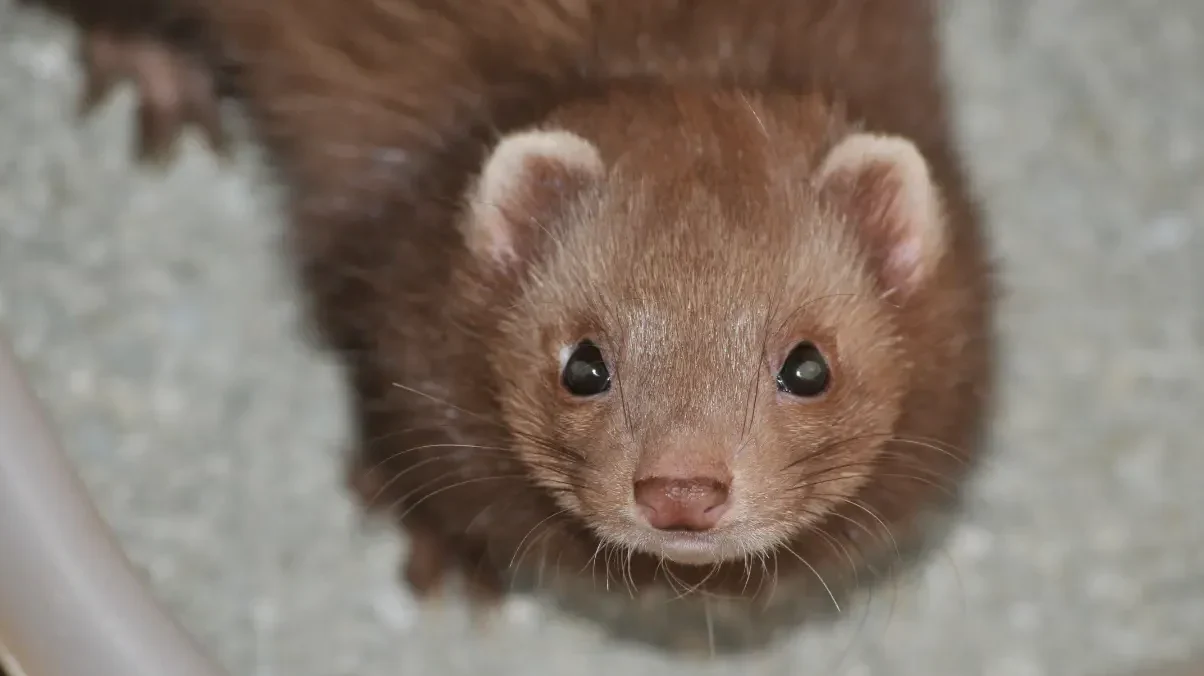 Can Ferrets Use Cat Litter? Exploring Safe Options for Your Furry ...